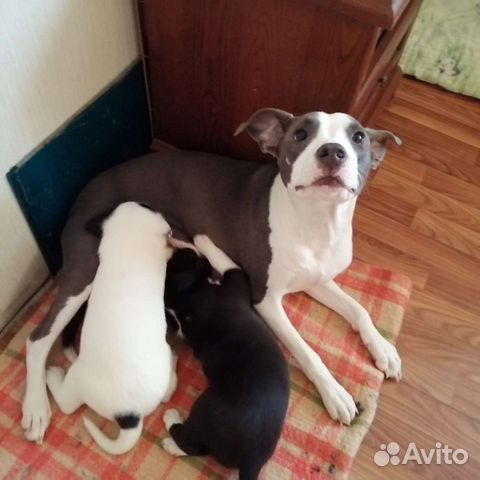 Малыши ждут хозяев