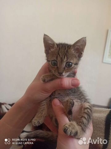 Котеночек в хорошие руки