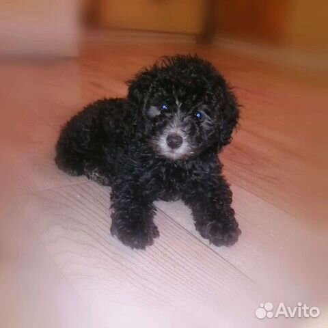 Кобель Пули серый окрас