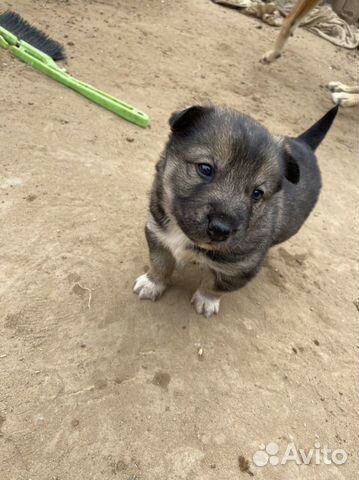 Собака в добрые руки лайка