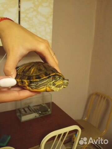 Красноухая черепаха