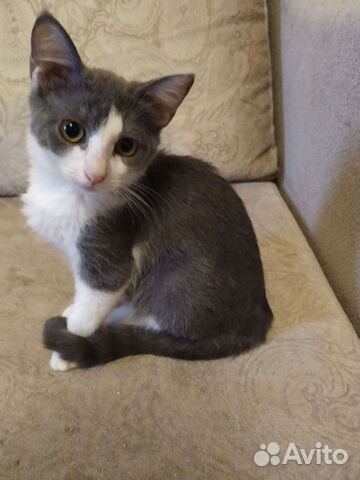 Кошка,котёнок подросток(девочка)