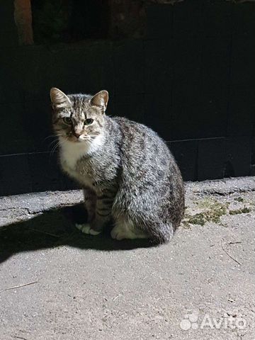 Кошки бесплатно