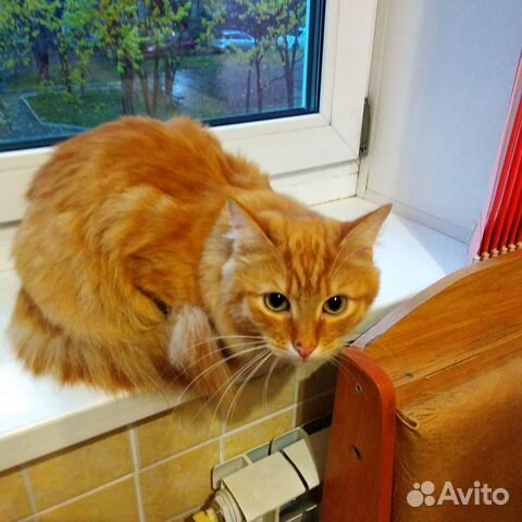 Кот Яша ищет семью)