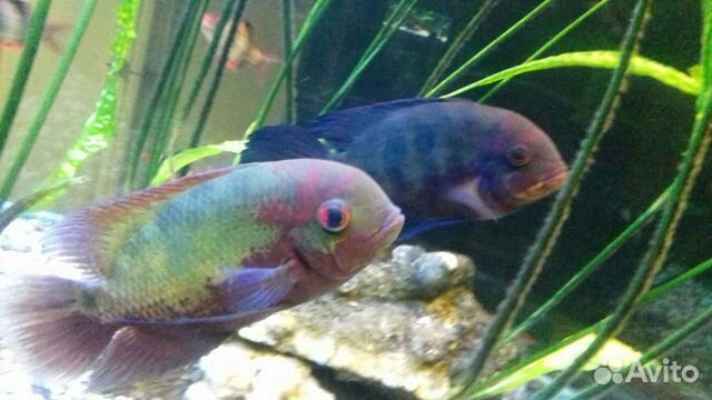 Рыба бражник