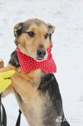 Собака в добрые руки. Стенли Брамс изет семью