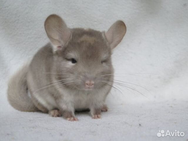 Шиншилла коричневый бархат