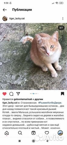 Ласковый кот бывшедомашний ищет дом