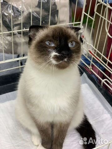 Кошечка Эмма