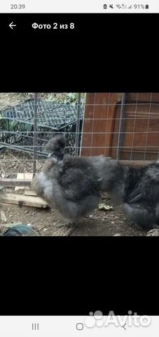 Китайские шелковые