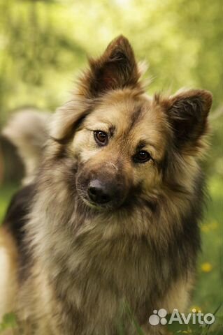 Собака в добрые руки