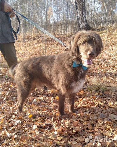 Терро метис дратхаара