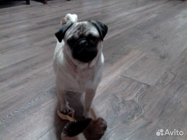 Отдам Мопса в хорошие руки