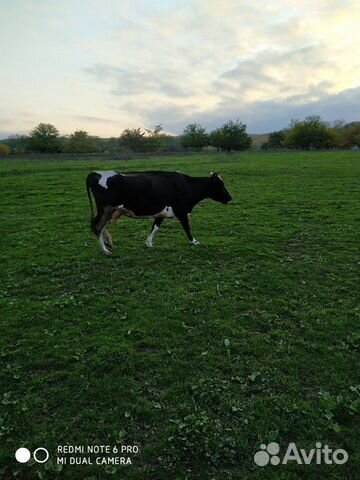 Коровы глубоко стельные