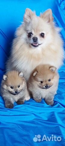 Супер померашки