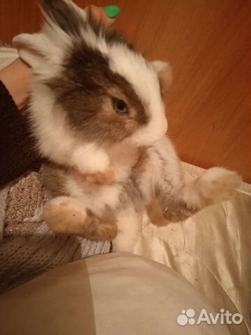 Кролик самец вязка
