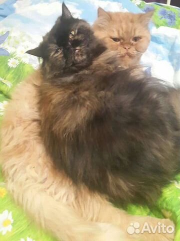 Персидская кошачка