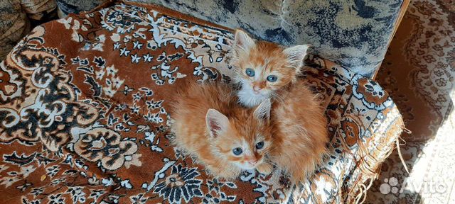 Котята в добрые руки (обе кошечки)