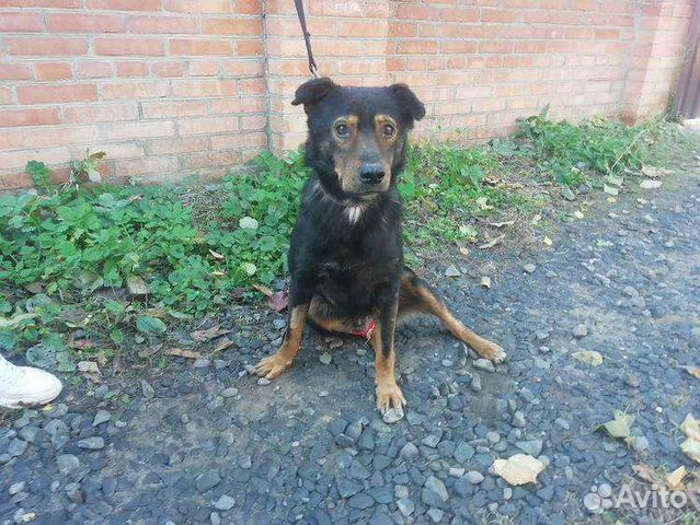 Собака в добрые руки