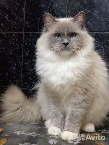 Котята рэгдолл