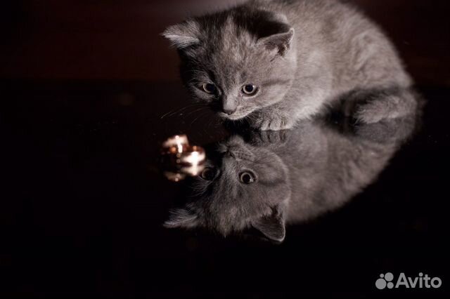 Шотландские котята