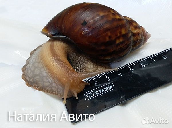 Улитки Ахатины