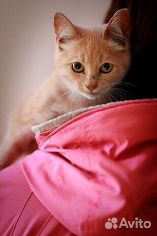 Котёнок Руфус в добрые руки