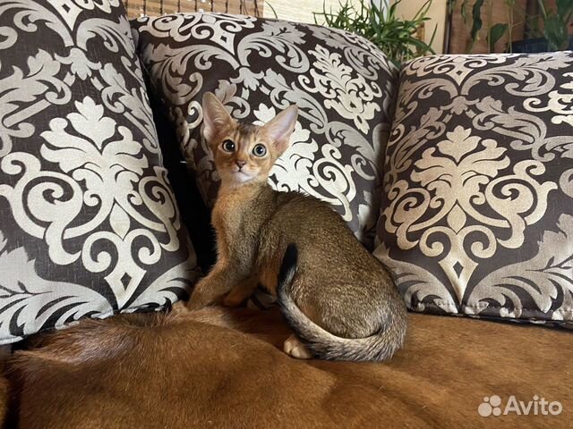 Абиссинская кошечка Чаруша
