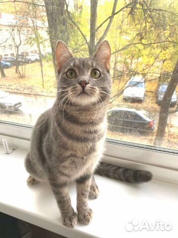 Кошка в дар