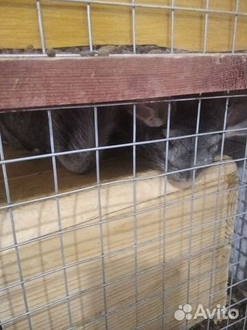 Пара ссаженных шиншилл