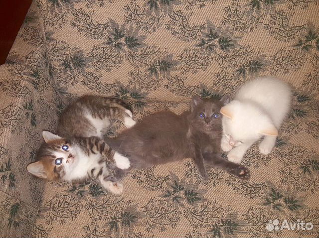 Очень красивые котята