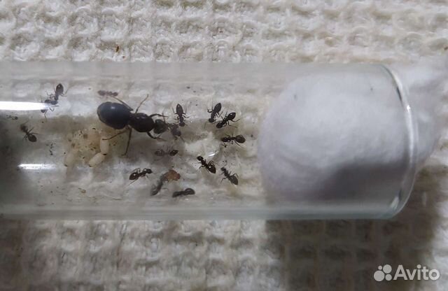Муравьи для фермы Lasius niger
