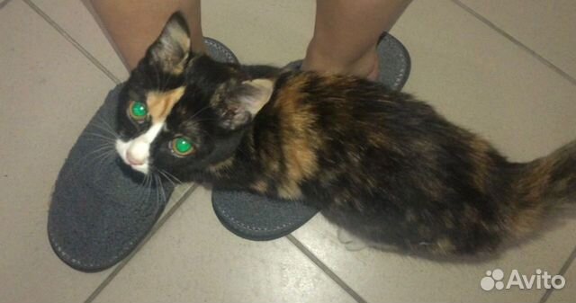 Котенок девочка