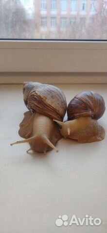 Улитки ахатины