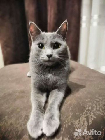 Отдам кошку русская голубая