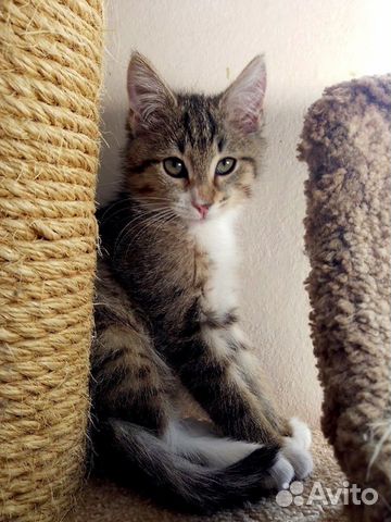 Котенок подросток бесплатно