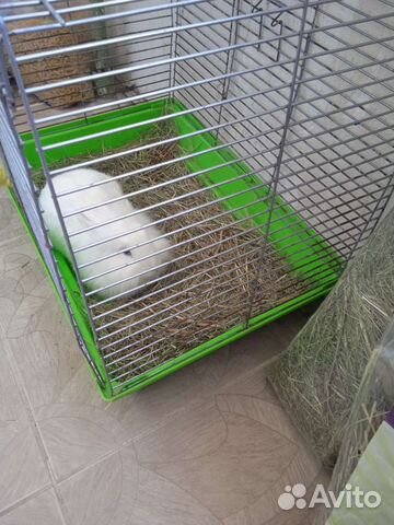 Белый кролик