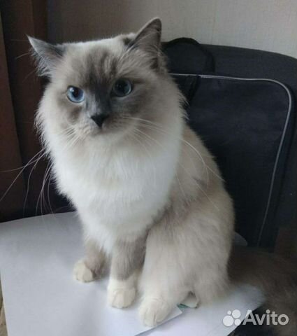 Рэгдолл кошка взрослая