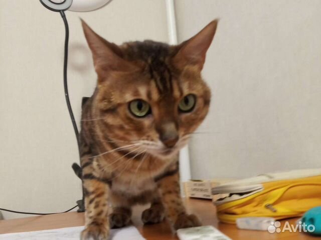 Бенгальская кошка