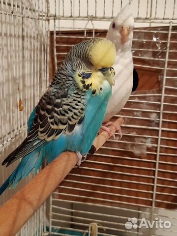 Ввп попугай волнистый