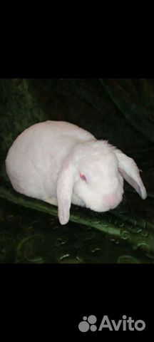 Карликовый кролик Рекс