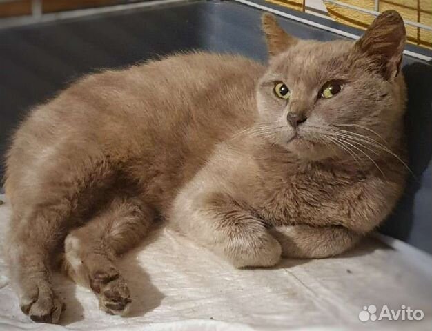 Необычная кошечка