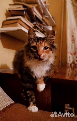 Кошка пеструшка ищет дом