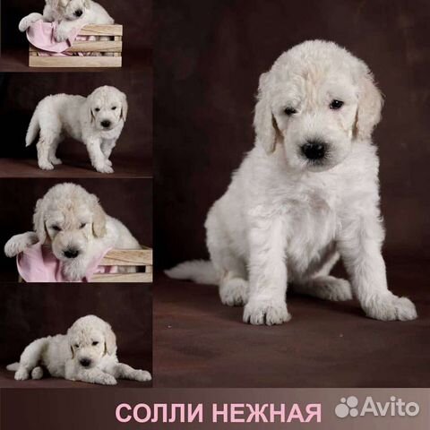 Комондор(венгерская овчарка)