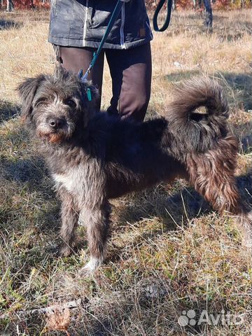 Пёсик Кеша в добрые руки