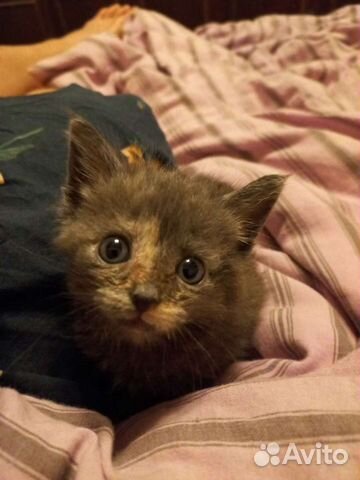 Котенок Элли