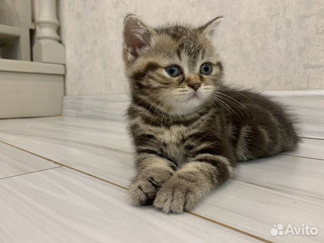 Мраморные британцы