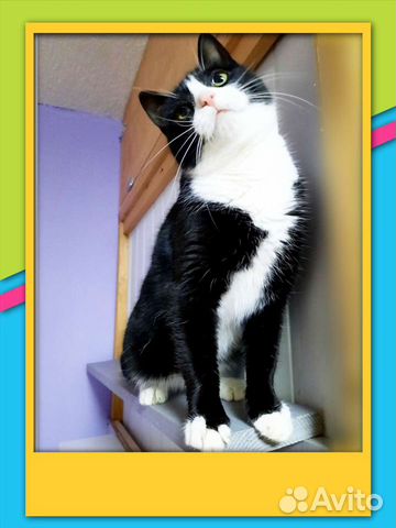 Очень ласковая кошка