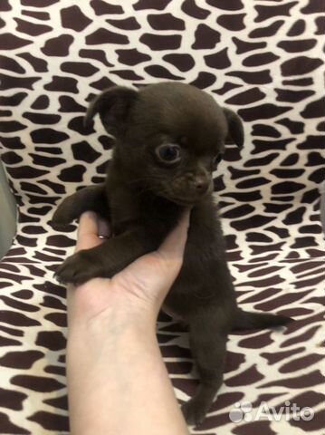 Девочка чихуахуа шоколад