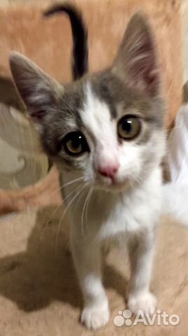 Котёнок в дар